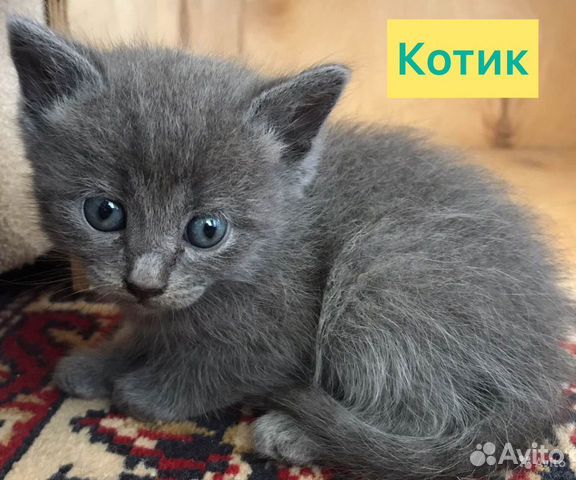 Котенок,1 мес