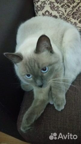 Сиамский кот