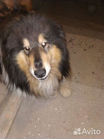 Колли вязка ищем жениха срочно