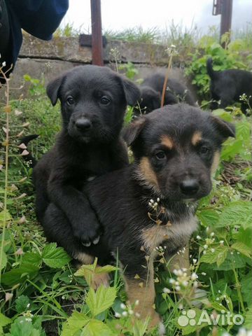 Щенки в добрые руки