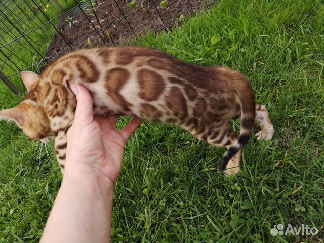 Бенгальская шикарная кошечка