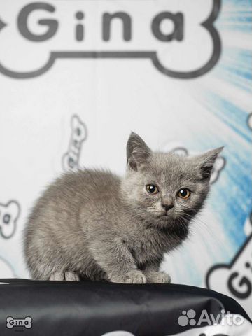 Британские Котята