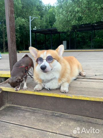 Вельш-корги пемброк вязка