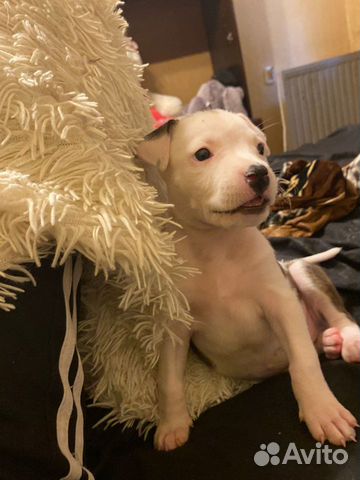 Стаффордширский терьер