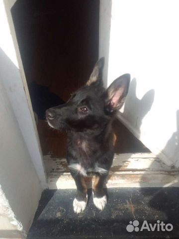 Щенок бельгийской овчарки