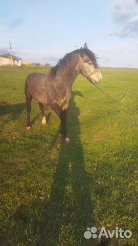 Лошадь жеребец