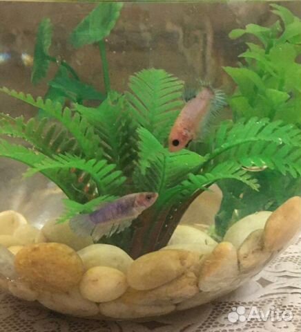 Аквариумные рыбки петушок