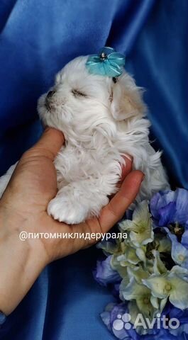 Малыши Мальтезе