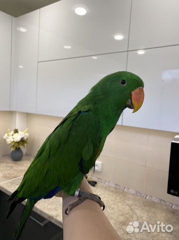 Благородный попугай (Эклектус)