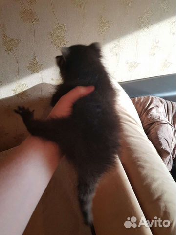 Щенок енота 2 месяца