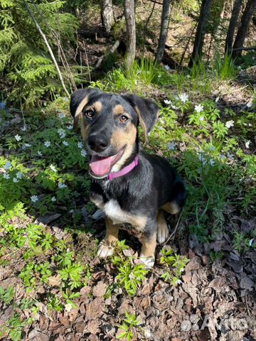 Щенок в добрые руки