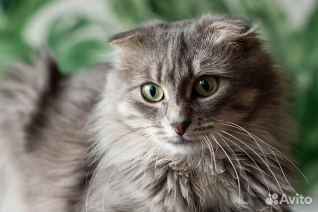 Котенок Алеся