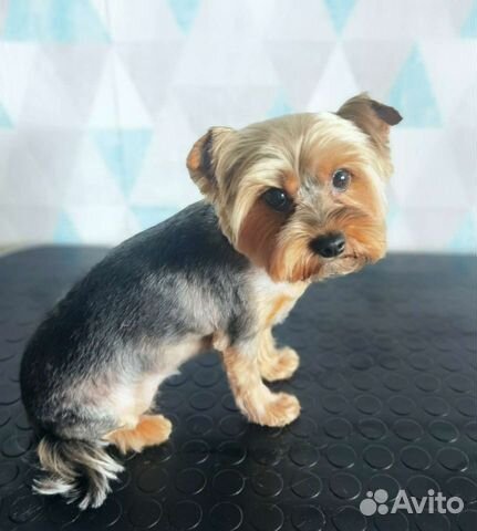 Йоркширский терьер потерялся. Помогите найти