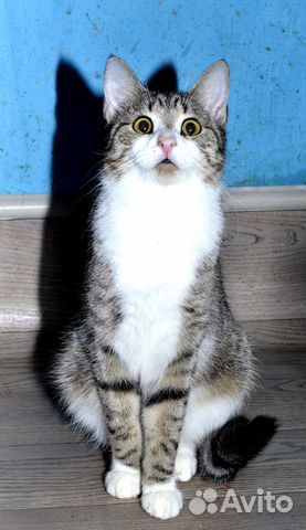 Кошечка Лаки в добрые руки