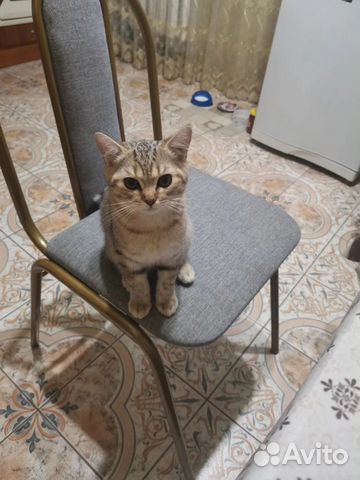 Шотландский котенок
