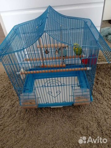 Волнистые попугаи с клеткой