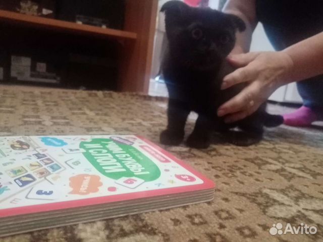 Котята отдам даром
