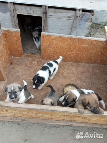 Собака щенки двортерьер Ростовский