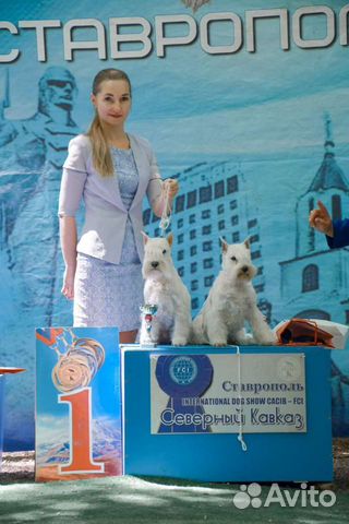 Цвергшнауцер щенки