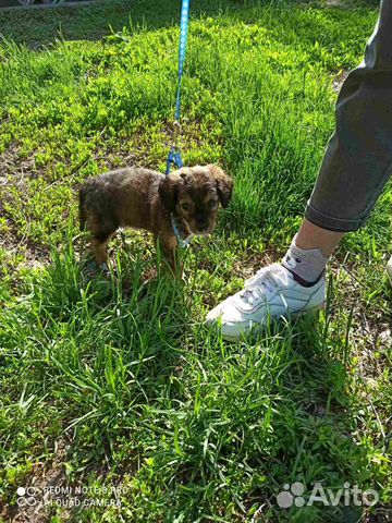 Собачка очень маленькая