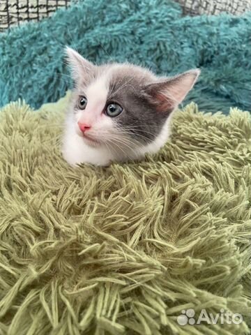 Отдам котенка в добрые руки