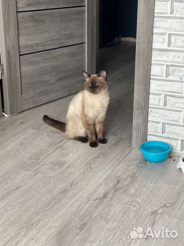 Кошечка в добрые руки