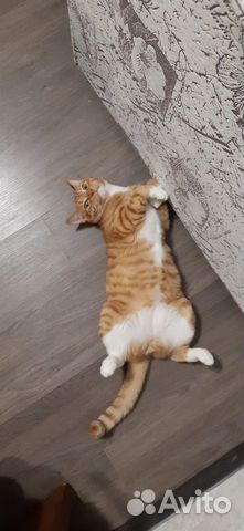 Рыжий кот в добрые руки