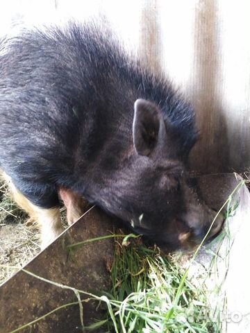Вьетнамский вислобрюхий кабан