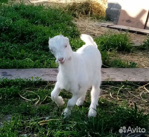 Продам козлят ламанча