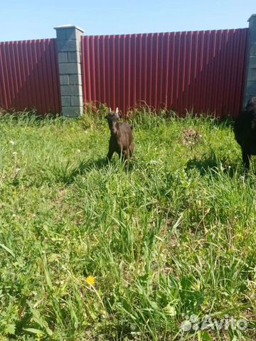 Козлята-ламанчата