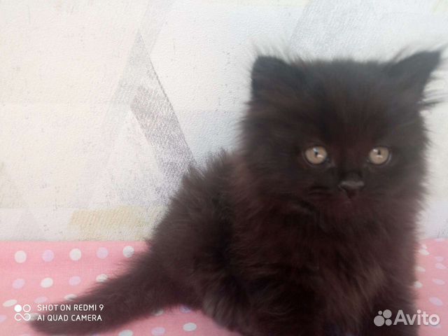 Котята в добрые руки бесплатно