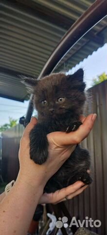 Кошки в добрые руки бесплатно