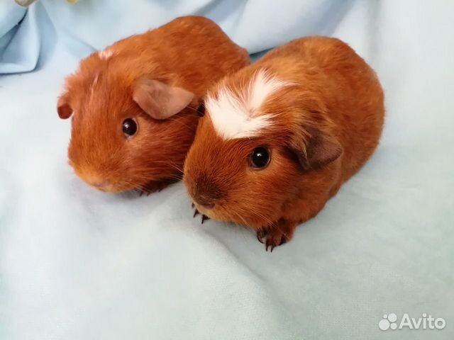 Морская свинка