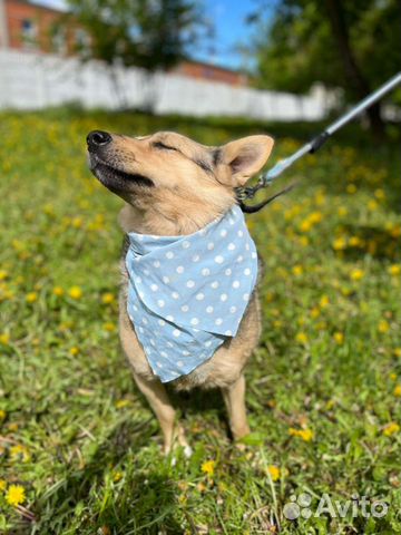 Веселушка Жужа ищет дом