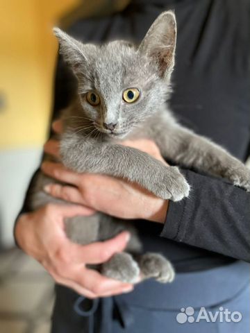 Котята русская голубая