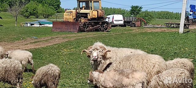 Бараны на сабантуй