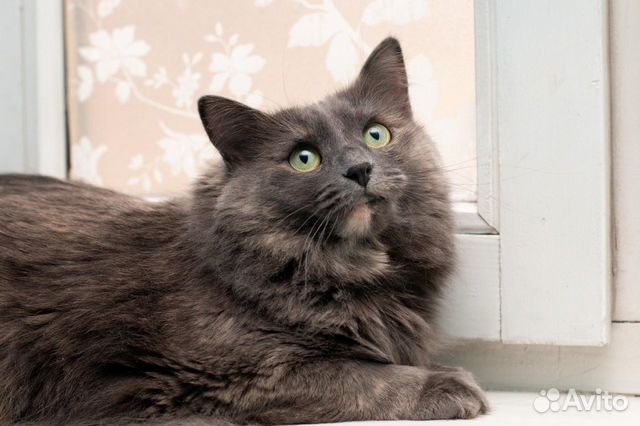 Кошка Ириска