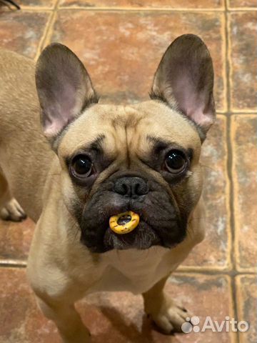 Очаровательный молодой француз ищет невесту