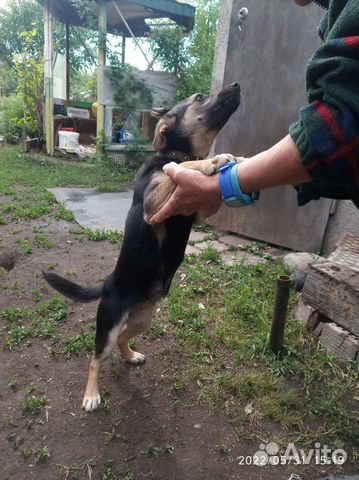Щенок в добрые руки бесплатно