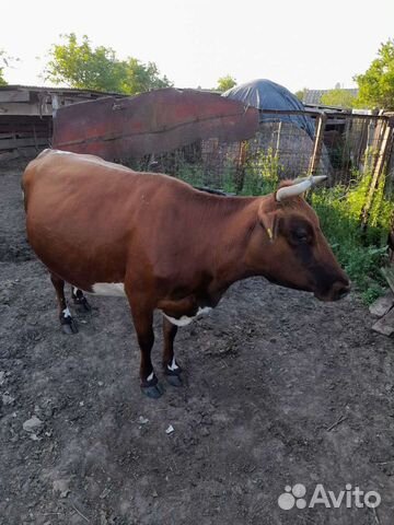 Корова стельная,телята,телка