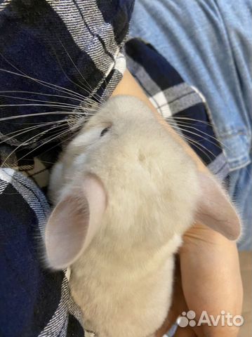 Шиншилла бежевая