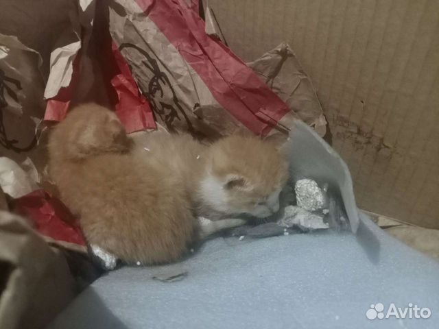 Котенок в дар бесплатно