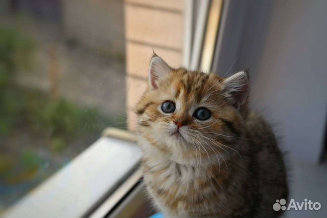 Кошечка ласкуша