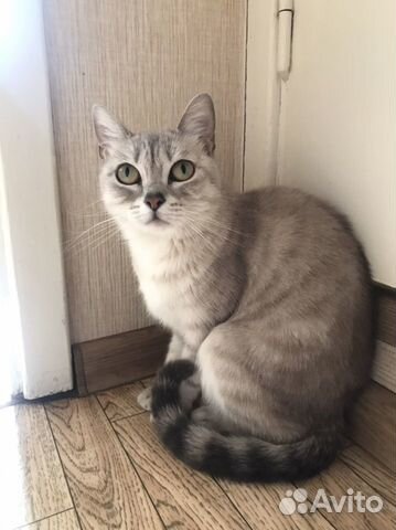 Кошка австралийская дымчатая