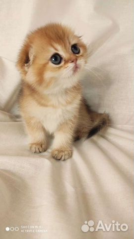 Шотландская вислоухая кошечка