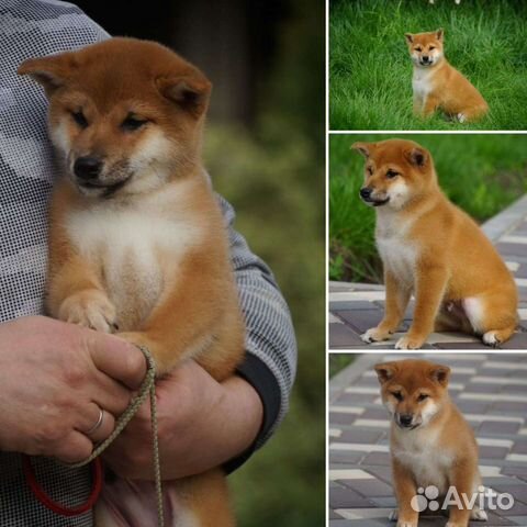 Игривые малыши сиба ину готовы к переезду