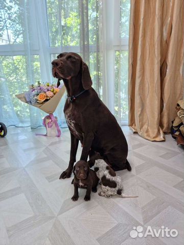 Щенки курцхаара