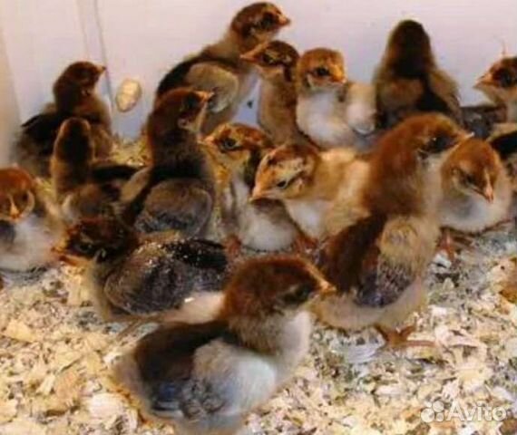 Цыплята кучинская юбилейная