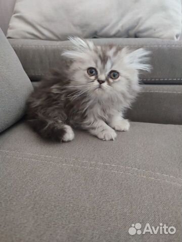 Персидская кошка