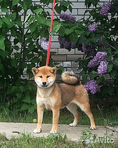 Щенок Сиба- Ину